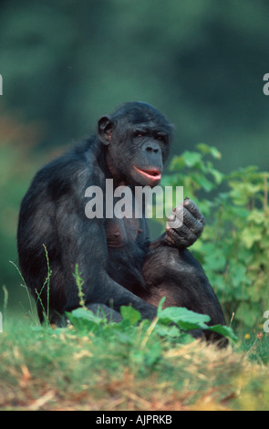 Male bonobo (Pan paniscus) sitting Stock Photo - Alamy