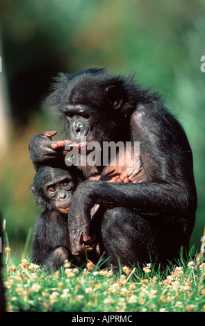 Bonobos, female with young, Pygmy Chimpanzee (Pan paniscus Stock Photo ...