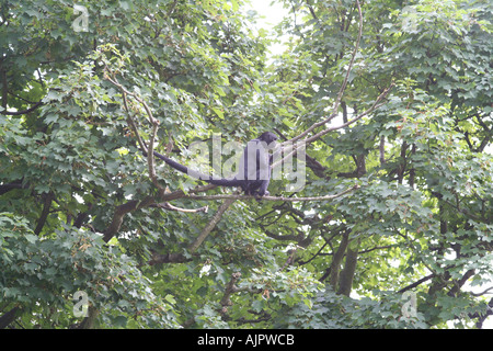 Spider Monkey in a Tree Stock Photo - Alamy