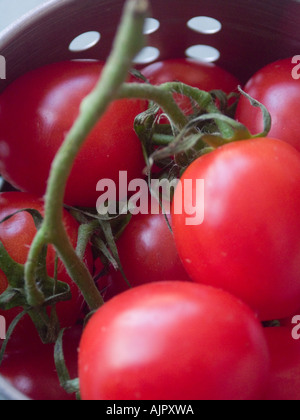 small tipical cherry red tomatoes from sorrento naples south of italy ...