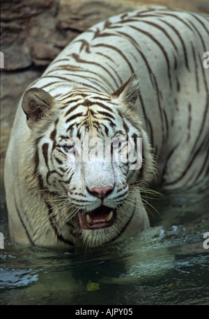 Tiger (Panthera tigris), white morph, captive animal, Singapore Stock ...