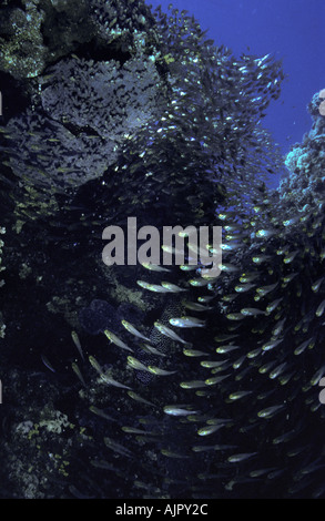 Shoal of fish on the coral reef in the sea Stock Photo - Alamy