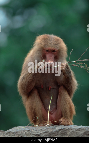 Female hamadryas baboon (Papio hamadryas), baboon, baboons, guenon ...