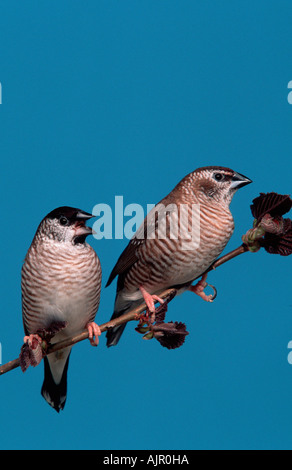 Cherry Finch, pair (Aidemosyne modesta), Plum-headed Finch Stock Photo ...