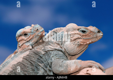 Corned Iguanas, Rhinoceros Iguana (Cyclura cornuta), Caribbean, Haiti ...