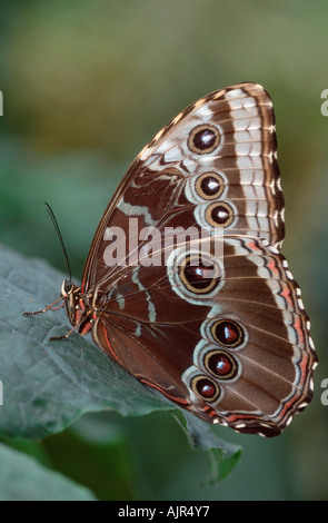 Morpho butterfly, Other animals, Insects, Butterflies, Animals, Morpho ...