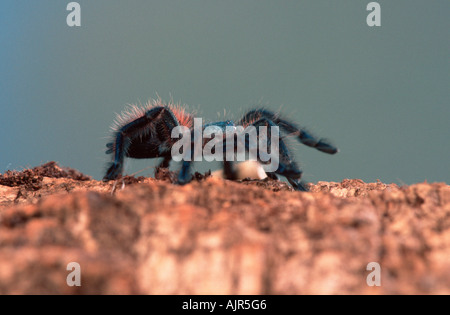 Tarantula Spider Avicularia versicolor Caribbean Stock Photo - Alamy