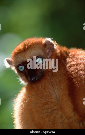 Blue-eyed (primates) lemur, female (Eulemur macaco flavifrons ...