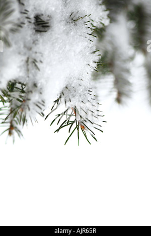Snowflake on snowy background, close up Stock Photo - Alamy