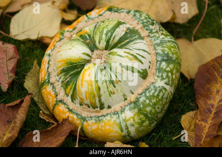 Winter squash turk s turban aka American turban Latin family name ...