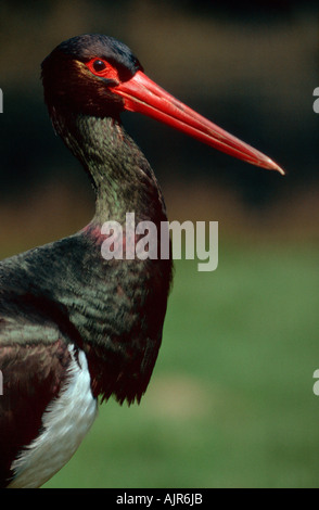 Black stork Ciconia nigra side face portrait of rainbow colored frown ...