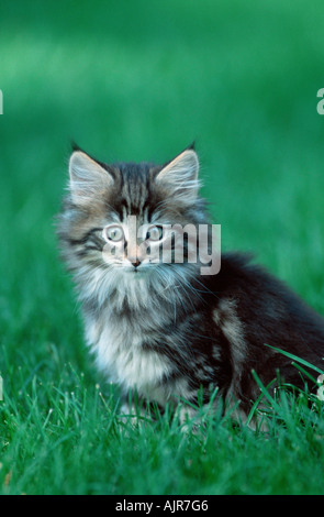 Norwegian Forest Cat kitten 10 weeks Stock Photo - Alamy