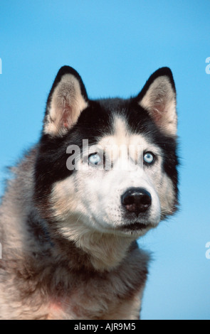 Siberian Husky, portrait, head shot Stock Photo - Alamy