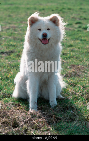 Akita Inu long haired Stock Photo - Alamy