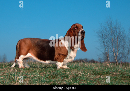 Basset Hound tricolor Stock Photo - Alamy
