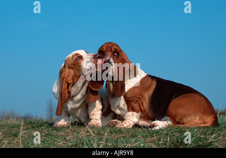 Basset Hounds tricolor and lemon white Stock Photo - Alamy