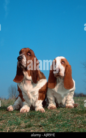 Basset Hounds tricolor and lemon white Stock Photo - Alamy