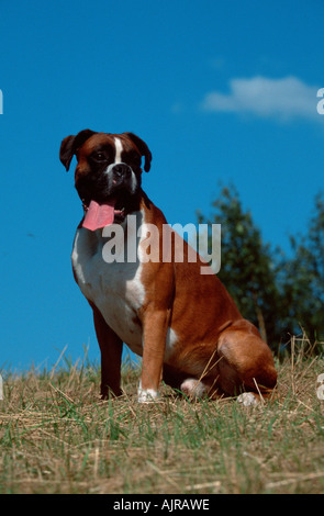 sitting German Boxer Stock Photo - Alamy