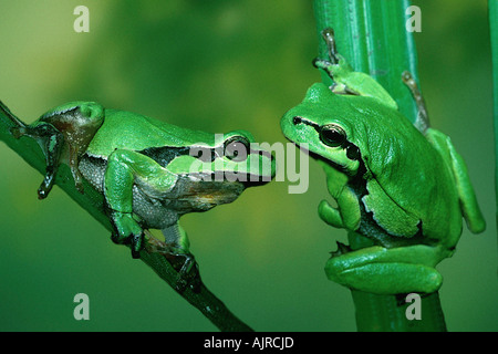 Tree Toads, Tree Frog (Hyla arborea Stock Photo - Alamy
