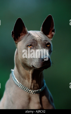 Thai-Ridgeback (animals) (outdoor) (from behind) (meadow) (sit ...