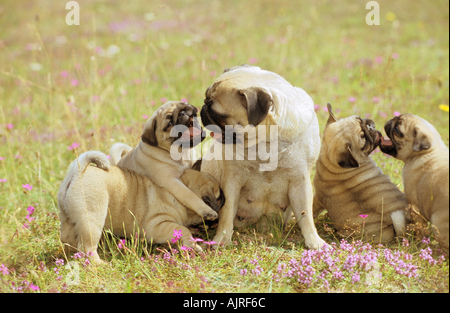 Four Pugs, puppies Stock Photo - Alamy
