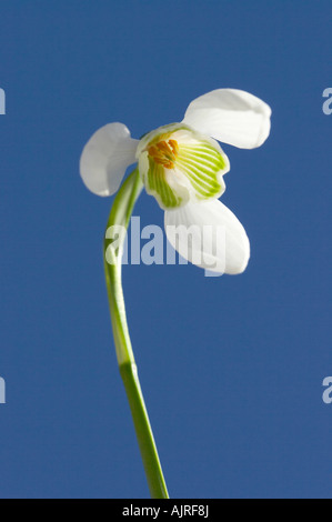 Snowdrop flower against blue sky Stock Photo - Alamy