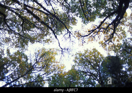 Sun shining through tree tops in forest in winter time Stock Photo - Alamy