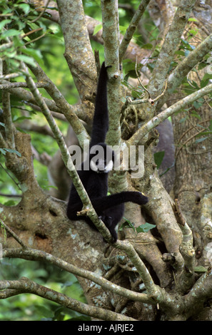 Southern southern white-cheeked gibbon (Nomascus siki), adult male ...