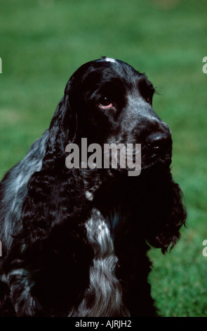 English Cocker Spaniel, blue ticked (animals) (outdoor) (outdoor) (head ...