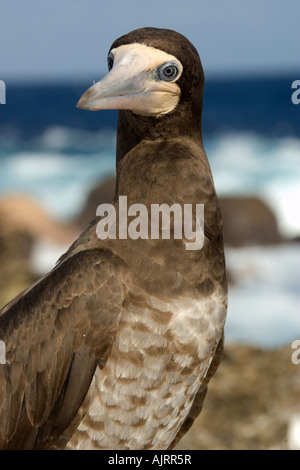 a curious juvenile brown booby, Sula leucogaster, investigates a green ...