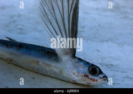 Flyingfish Cypselurus cyanopterus St Peter and St Paul s rocks Brazil ...