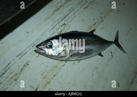 Bigeye tuna Thunnus obesus commercial fisheries St Peter and St Paul s ...