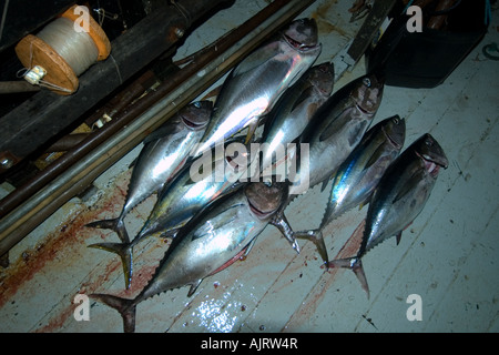 Bigeye tuna Thunnus obesus commercial fisheries St Peter and St Paul s ...