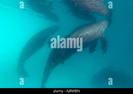 Amazon manatee Trichechus inunguis mother and calf endangered Manaus ...
