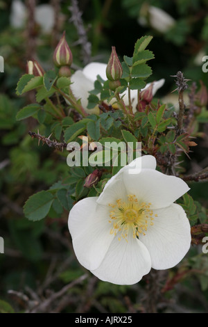 Rose buds and leaves in yellow water in bath Stock Photo - Alamy