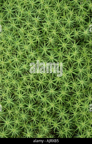 Polytrichum commune moss Stock Photo - Alamy