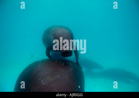Amazon manatee calf Trichechus inunguis endangered Manaus Amazonas ...