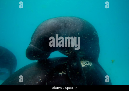 Amazon manatee Trichechus inunguis endangered Manaus Amazonas Brazil c ...