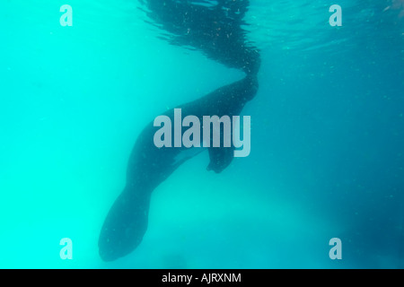 Amazon manatee Trichechus inunguis taking a breath at the surface ...