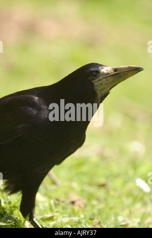 Black Rook in flight Stock Photo - Alamy