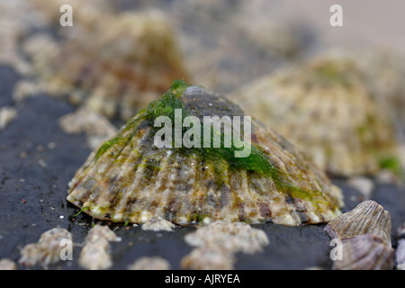 Limpet shells stuck on a rock Stock Photo - Alamy