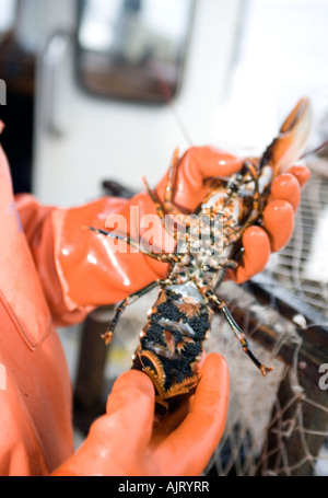 A female lobster carrying eggs under her body at Northumberland Seafood ...