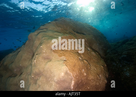 Rock covered with encrusting zoanthid Palythoa caribaeorum St Peter and ...