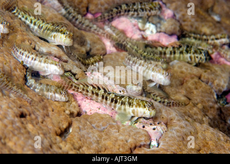 Blenny Entomacrodus vomerinus St Peter and St Paul s rocks Brazil ...