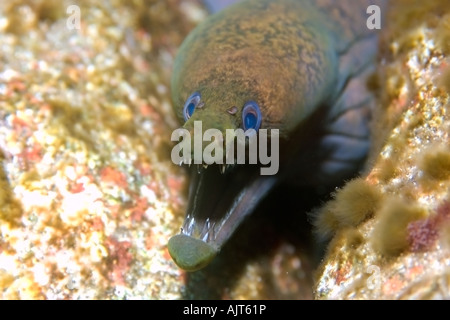 VIPER MORAY EEL ENCHELYCORE NIGRICANS Stock Photo - Alamy
