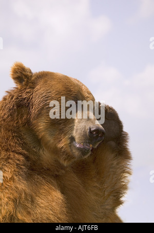 Bear with paw over eye Stock Photo - Alamy