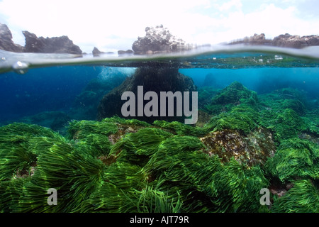 Rocks by the sea, with green algae and marine life. Estoril beach ...