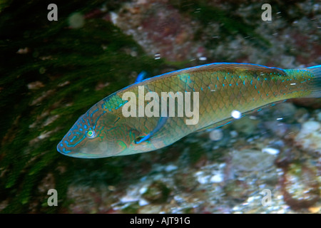 Puddingwife wrasse Halichoeres radiatus St Peter and St Paul s rocks ...