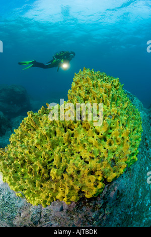 Scuba diver and Yellow Sponges Aplysina cavernicola Vela Luka Korcula ...