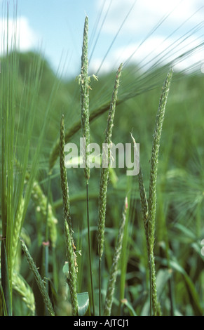 Blackgrass, Alopecurus myosuroides, flowering grass weeds in a winter ...